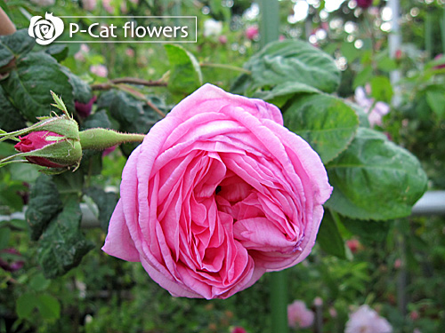 ロサケンティフォリアブラータ Rosa centifolia bullata ｜ バラのフォトアルバム