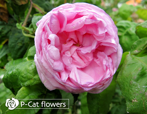 ロサケンティフォリアブラータ Rosa centifolia bullata ｜ バラのフォトアルバム