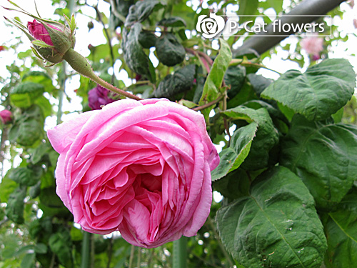 ロサケンティフォリアブラータ Rosa centifolia bullata ｜ バラのフォトアルバム