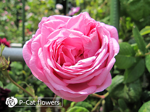 ロサケンティフォリアブラータ Rosa centifolia bullata ｜ バラのフォトアルバム