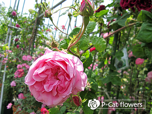ロサケンティフォリアブラータ Rosa centifolia bullata ｜ バラのフォトアルバム