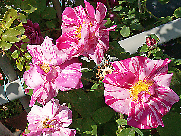 ロサムンディー Rosa Mundi