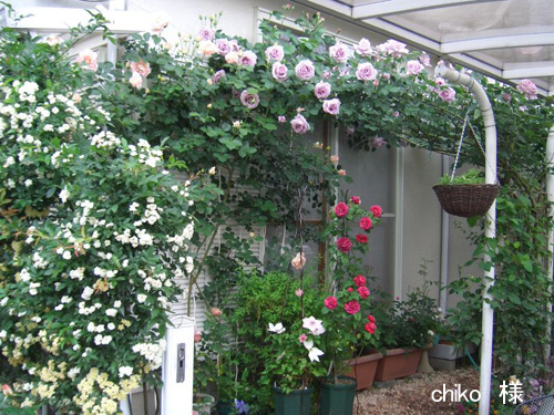 つるブルームーン Blue Moon Climbing ｜ バラのフォトアルバム