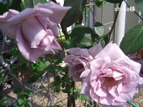 つるブルームーン Blue Moon Climbing ｜ バラのフォトアルバム