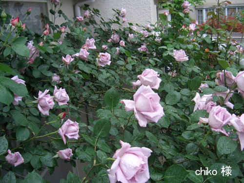 つるブルームーン Blue Moon Climbing ｜ バラのフォトアルバム