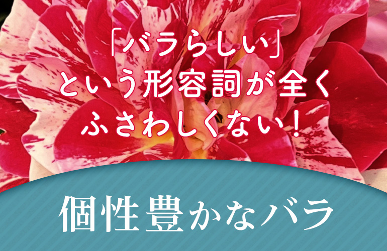 ゆうきの園芸ショップ バラ苗店